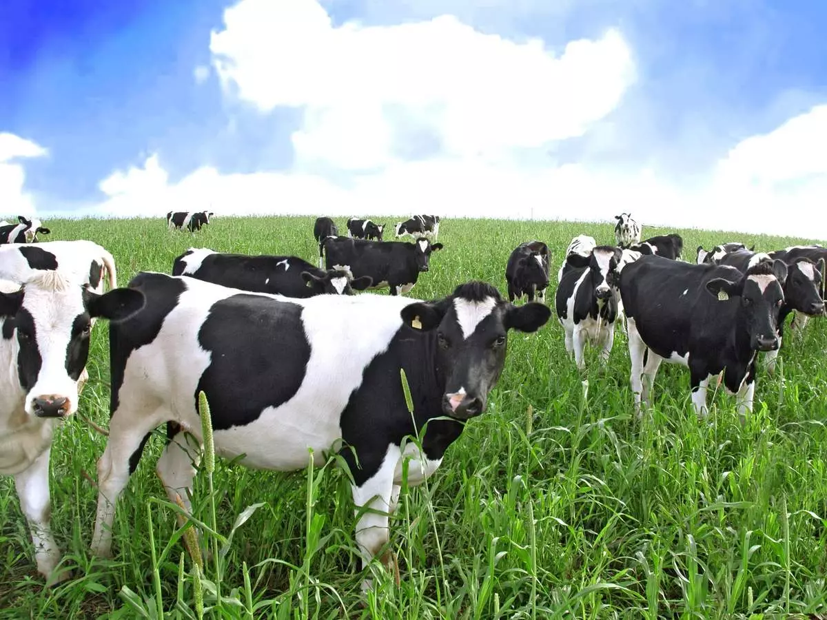 Nos ancêtres honoraient la vache en organisant un festin pour elle une fois par an.