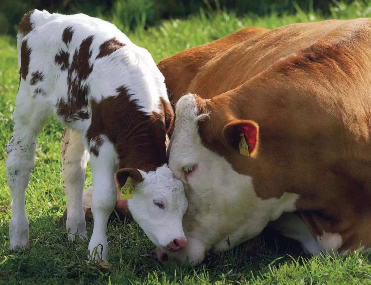 Cal tractar la vaca amb suavitat i amor, per tant, el rendiment de la llet serà ric.