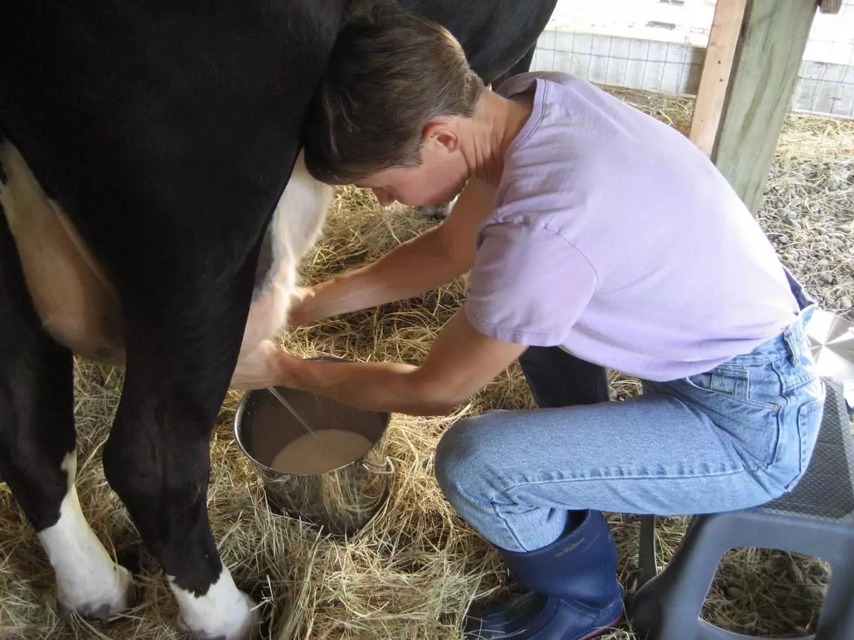 Què saben els amants de la llet sobre una infermera mullada: una vaca? 14525_5