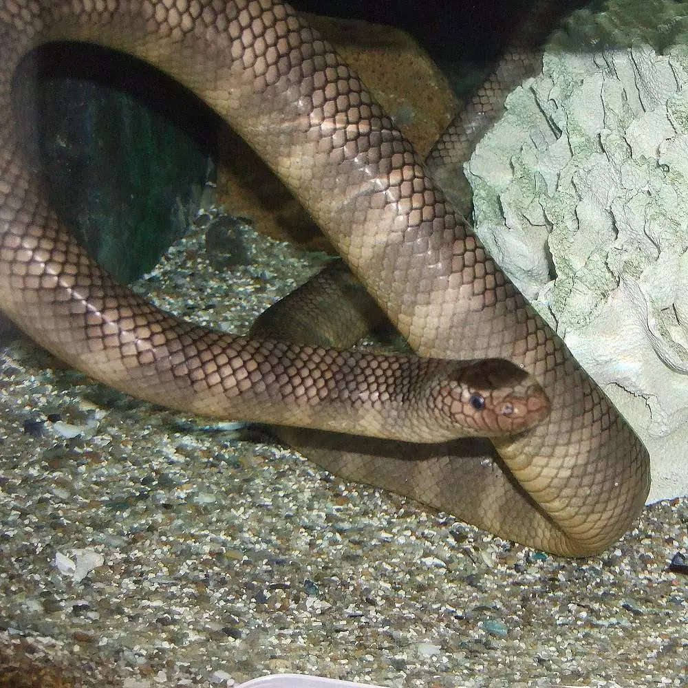 Loj flattail (Laticauda semifasciata).