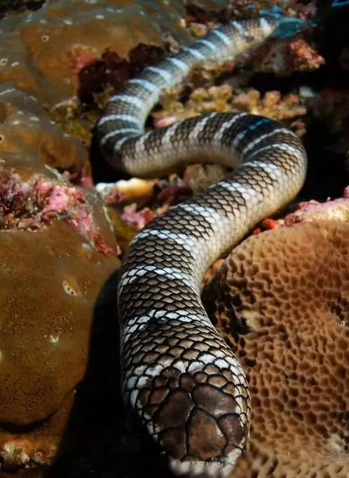 El verí del mar krait és deu vegades més fort que el de la cobra.