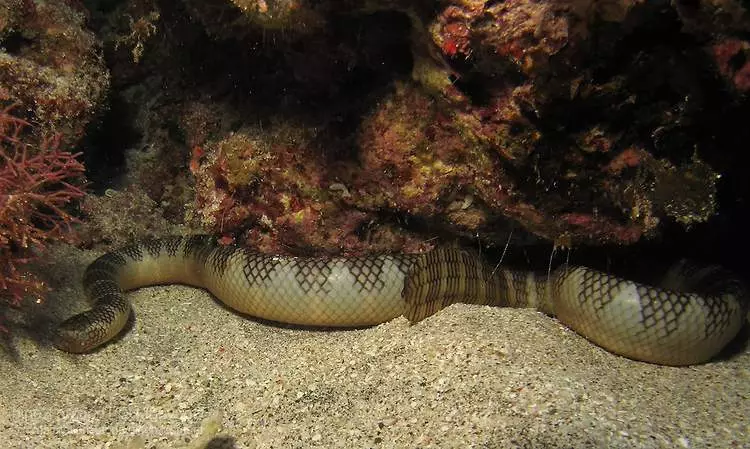 Dipercayai flaptail besar hanya boleh menggigit jika mengancam nyawa.