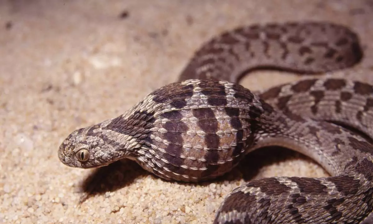 Vaječný had (Dasypeltis scabra).