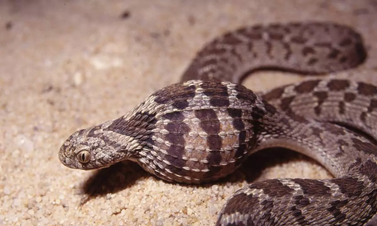 የእንቁላል እባብ (Dasypeltis scabra)።