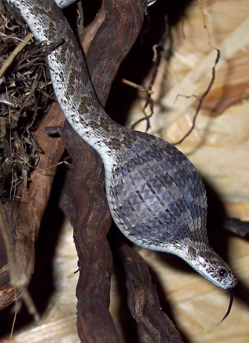 A cobra ovo só é notável pelo fato de estar pronta para comer ovos em quantidades ilimitadas.