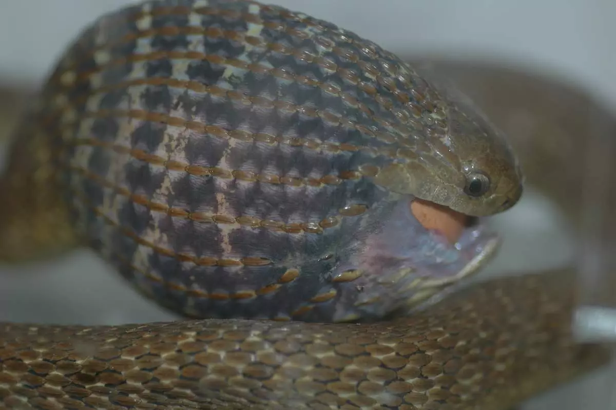 Imediatamente após engolir o ovo, a cobra parece um pãozinho.