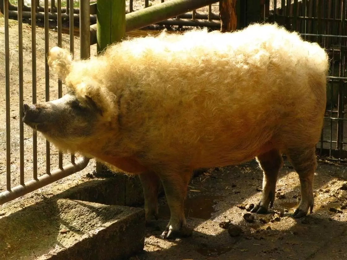 Os porcos lanudos teñen unha elegante cabeza de pelo.