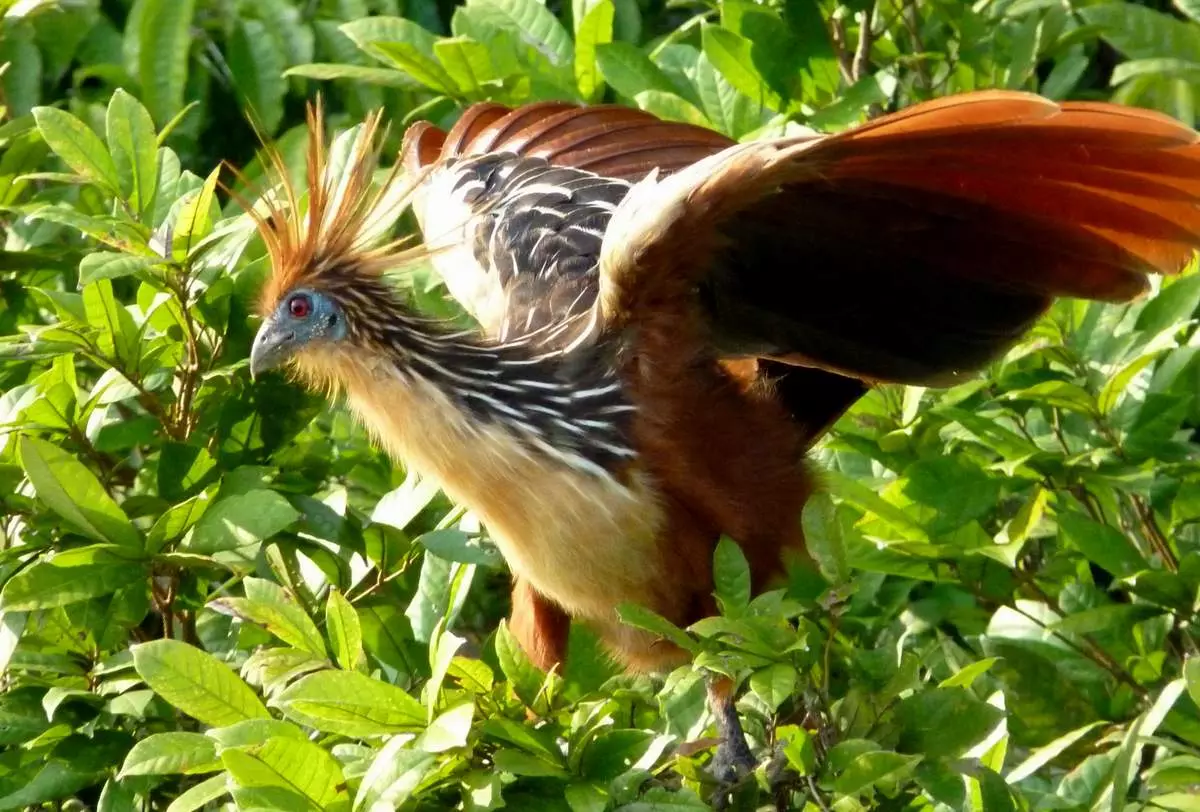 Hoatzin（Opisthocomus hoazin）。