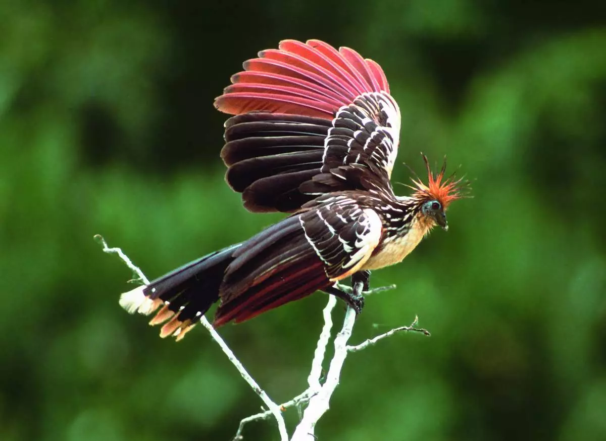 Gli Hoatzin sono giustamente considerati uno degli uccelli più belli del pianeta.