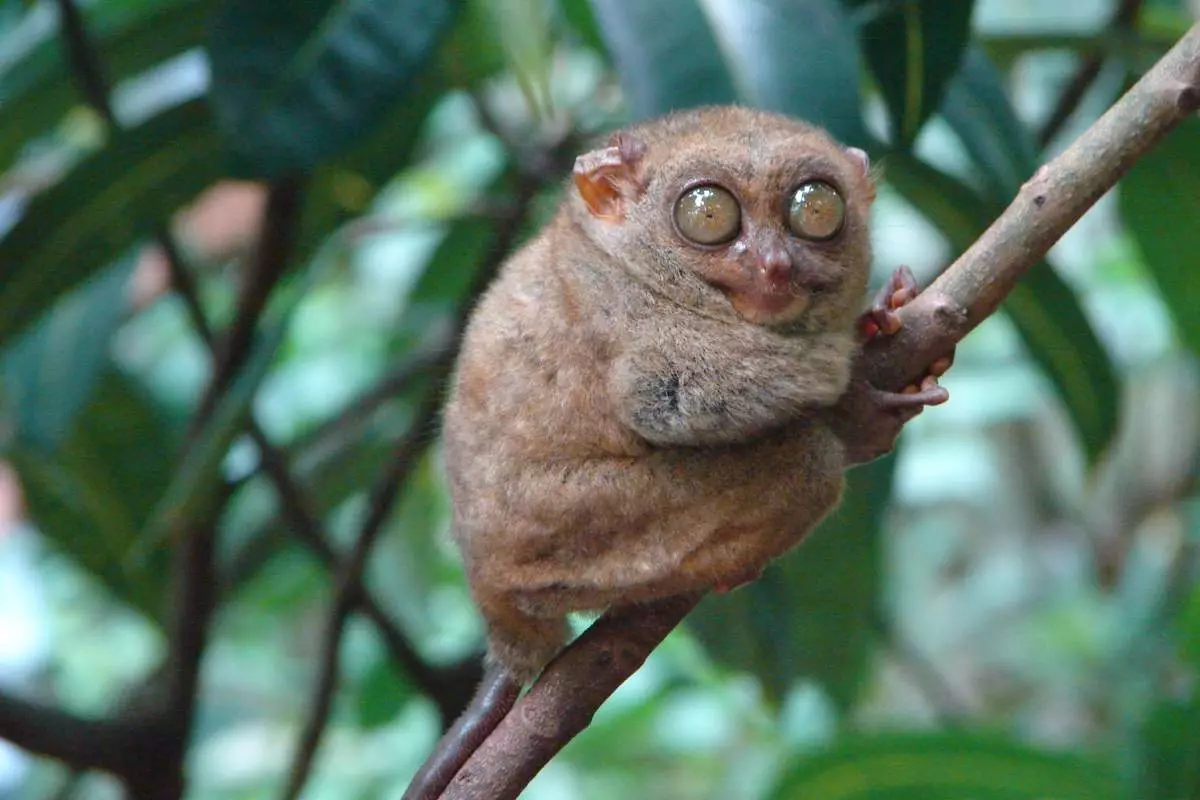 Mga Tarsier (Tarsius).