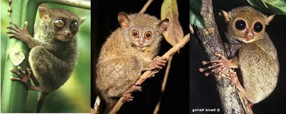 Aina za tarsiers.