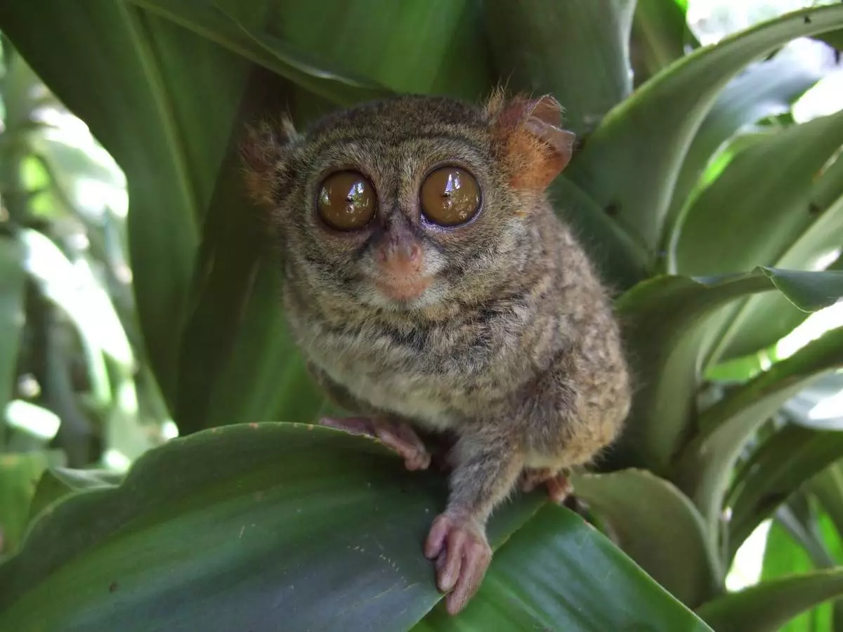 Tarsiers ji rêza prîmatan mamikên piçûk in.