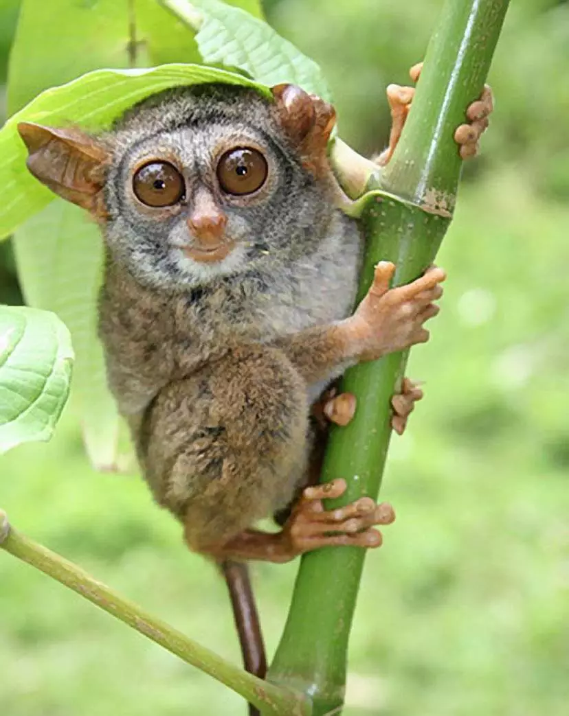 Tarsiers ni viumbe mzuri sana.