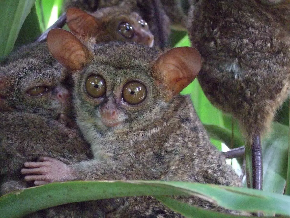 Tarsiers lever i grupper eller par.