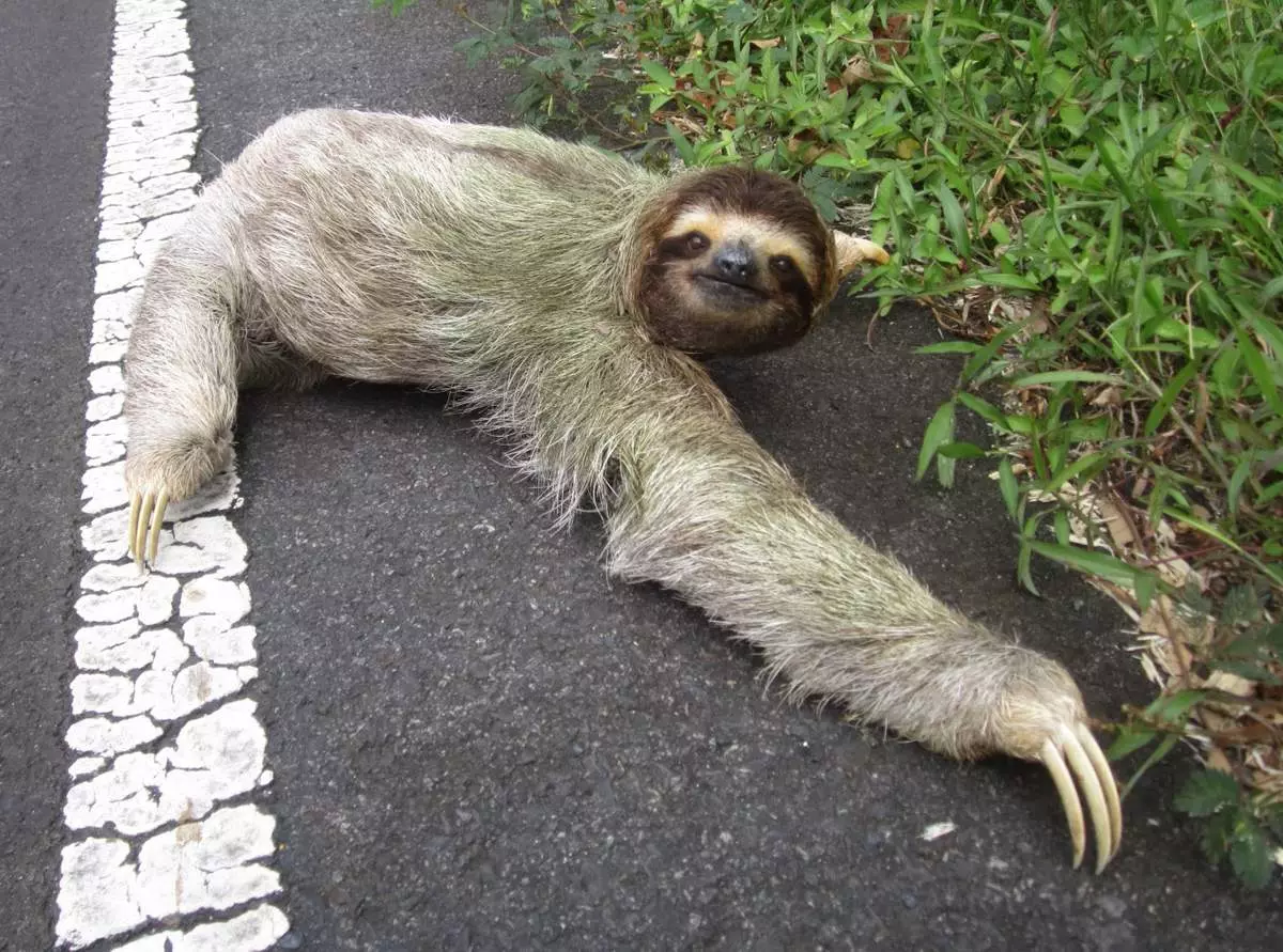 Sloths bi tliet saqajn