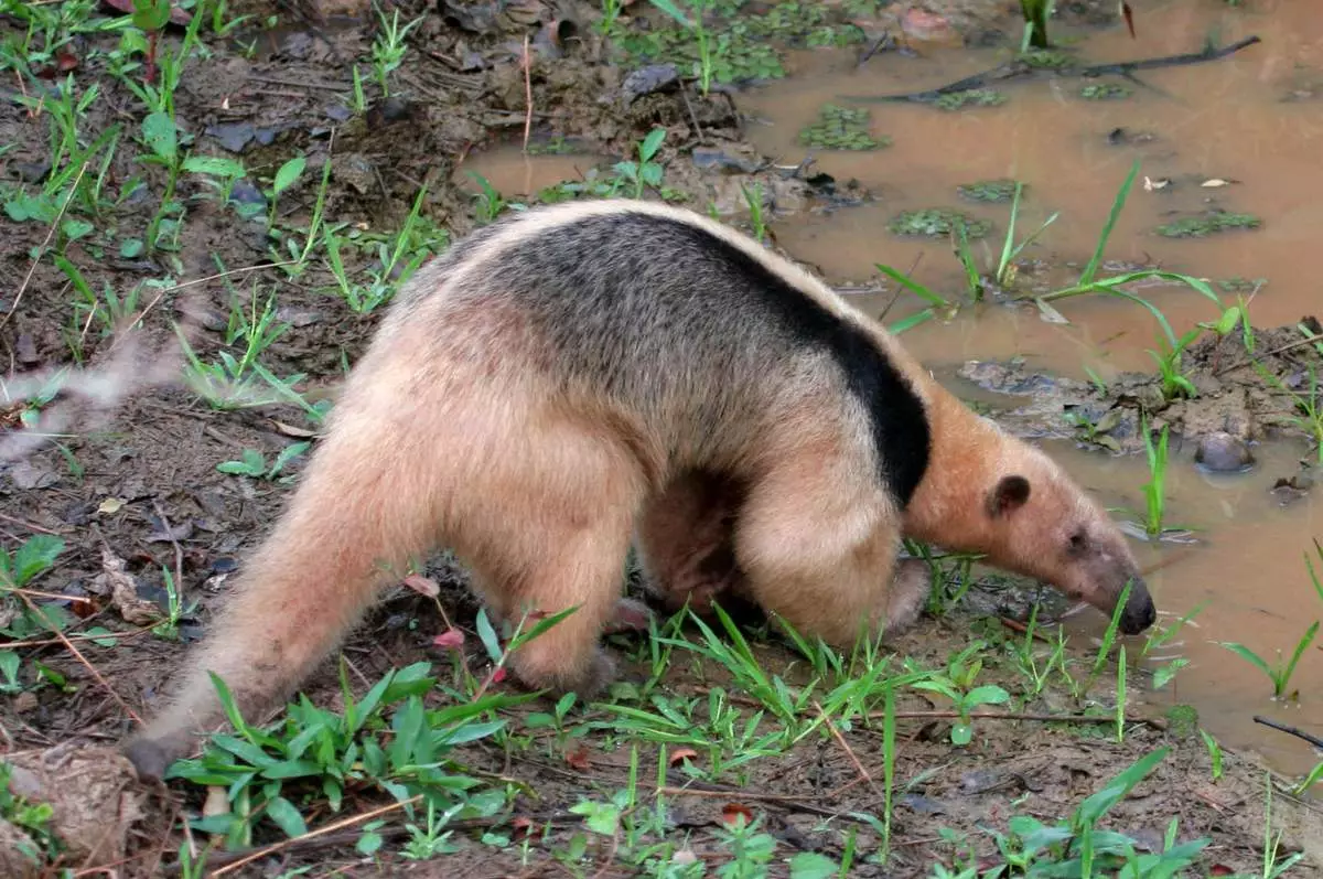 Tamandua.