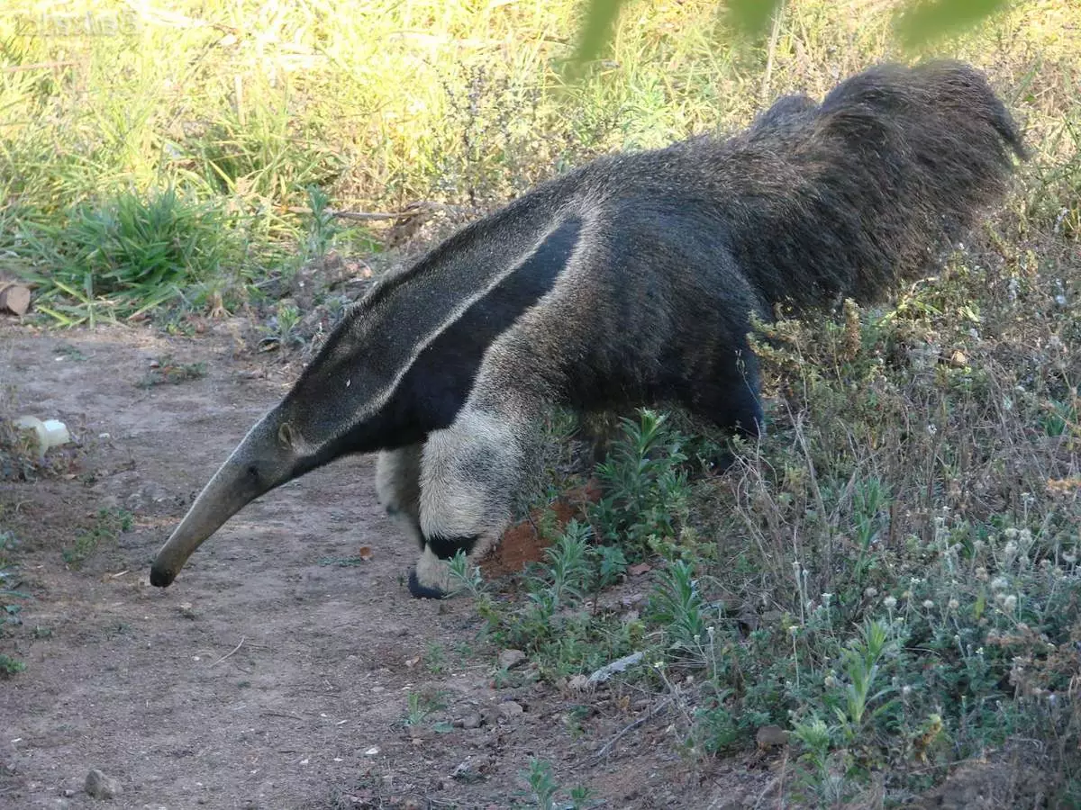 Tamandua lever av honning og kjøtt, ikke bare maur og termitter.