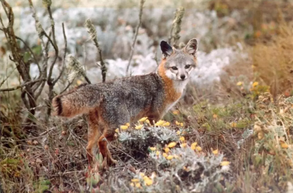 Líška ostrovná (Urocyon littoralis).