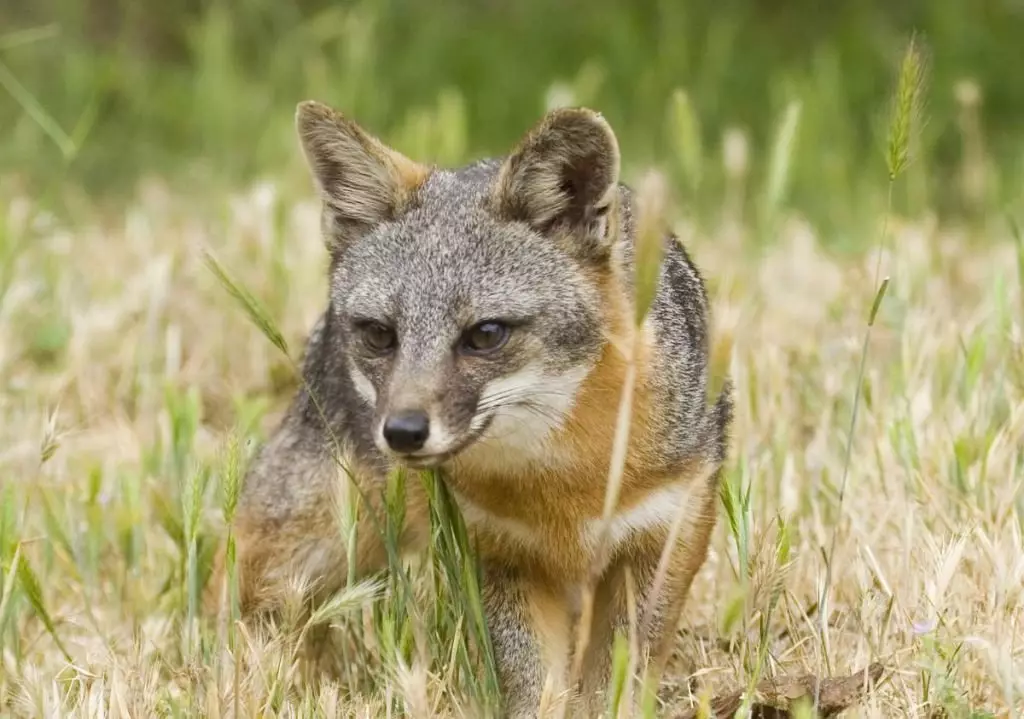 An evolutiver Begrëffer ass den Inselfuchs e Familljemember vum groe Fuuss.