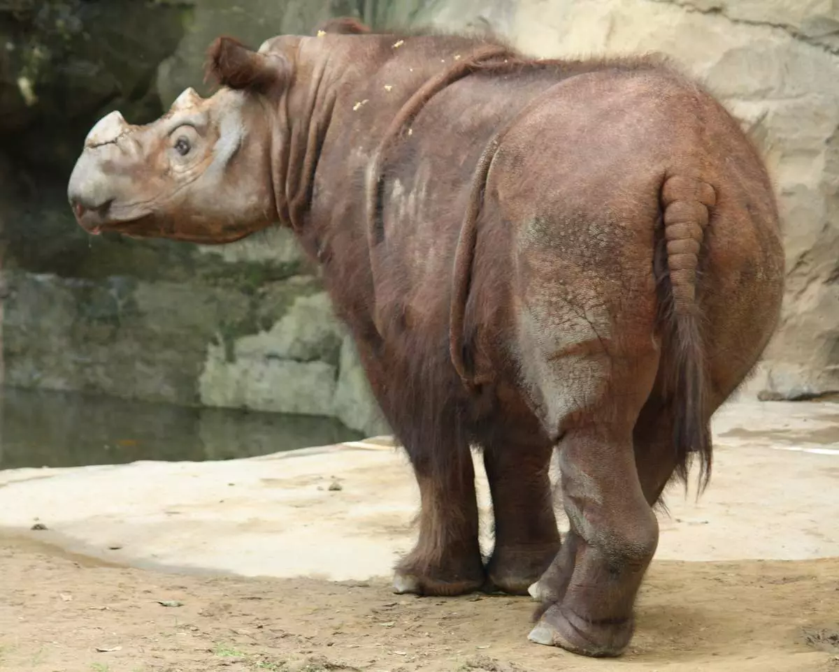 Sumatran neshorn (Dicerorhinus sumatrensis).