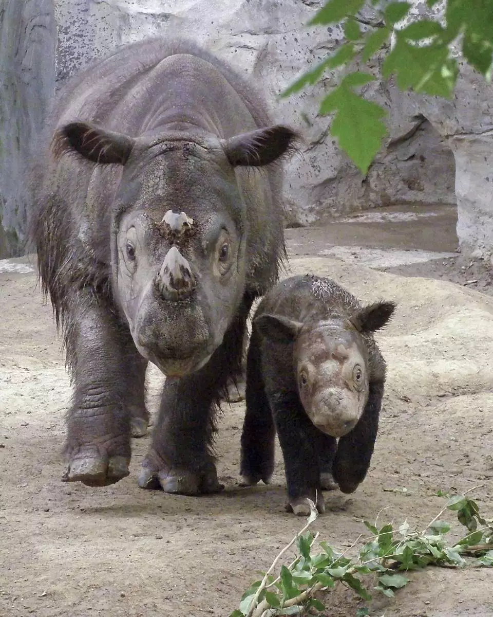 Sumatran neshornhunn med babyen hennes.