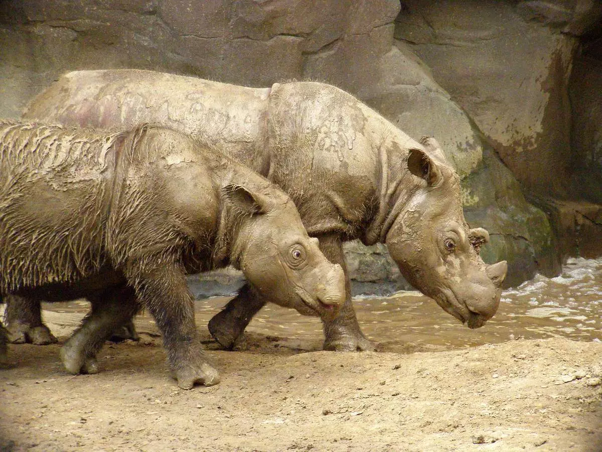 E Paar Sumatran Rhinos: männlech a weiblech.