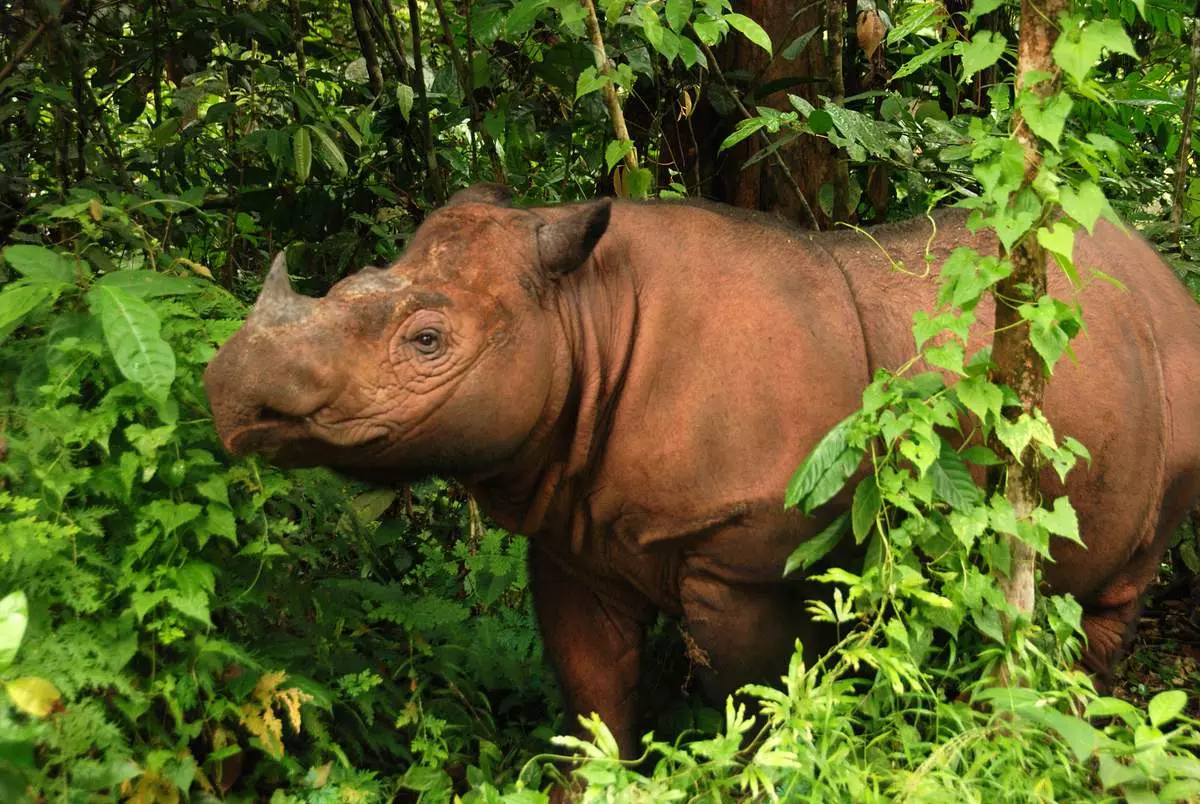 Sumatran neshorn er oppført i den røde boken som en truet og sjelden art.