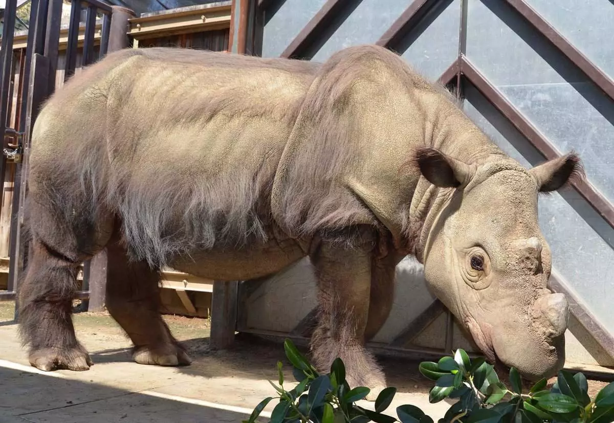 Sumatran Rhino am Zoo.