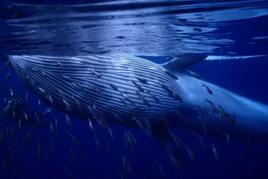 Balena ratllada de la núvia (Balaenoptera brydei).