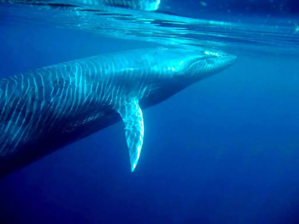 El nom específic de la balena es va donar en honor al propietari de vaixells noruec Johan Brude.