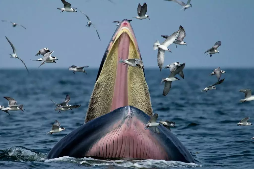 La captura de les balenes minke de Bryde consisteix gairebé exclusivament en peixos.