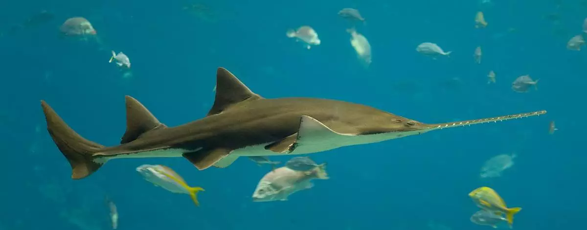 Sawfish (Pristidae).