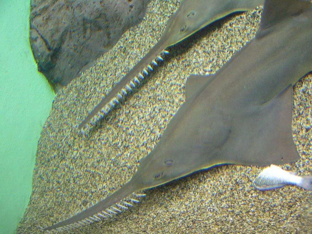 Sawfish ovoviviparity orqali ko'payadi.