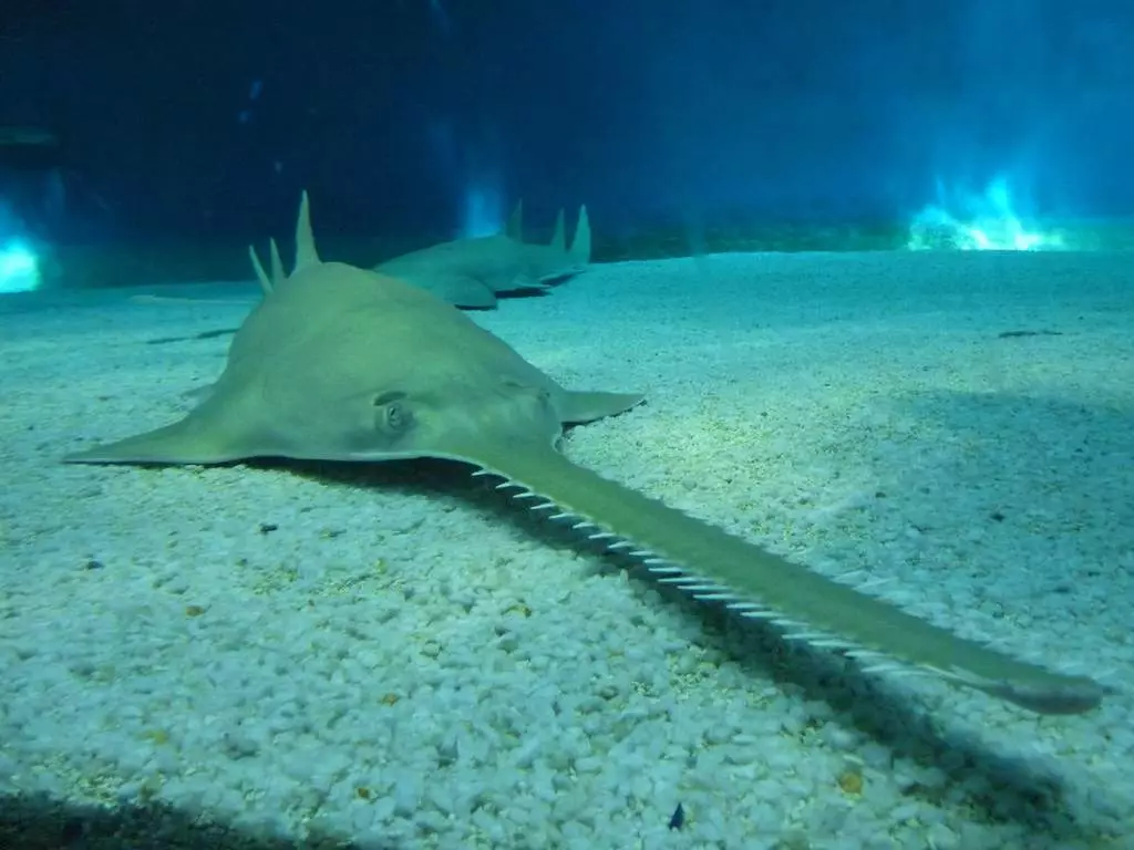 Sawfish sanggup ngalahirkeun 15 dugi 20 anak.