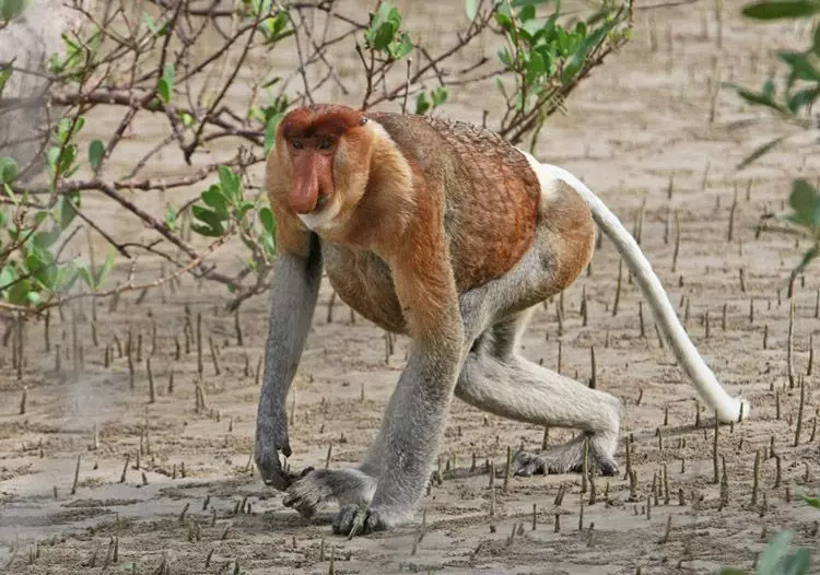 Awọn ibọsẹ tun npe ni kahau.