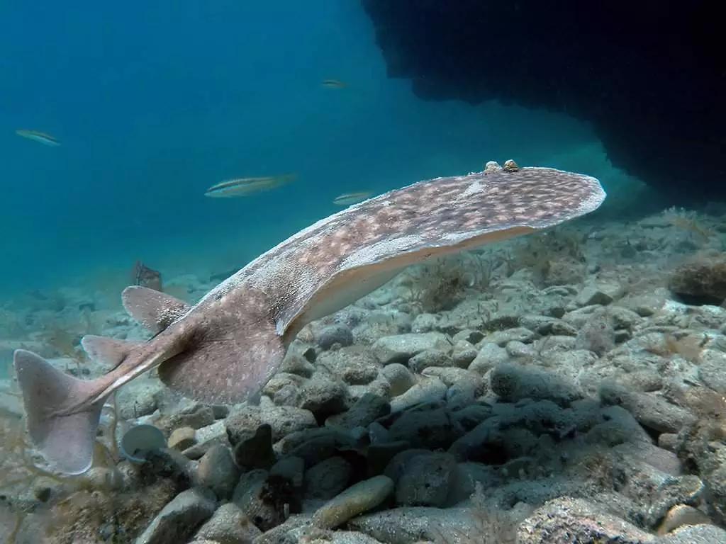 Elektriskais marmora dzelonis (Torpedo marmorata).