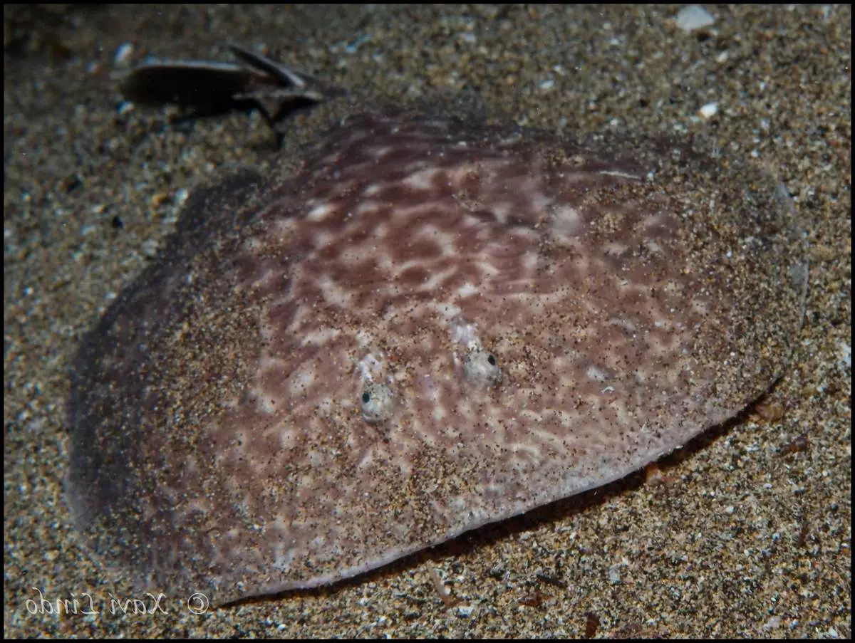 Marmorstingray angribes af hajer og blæksprutter.