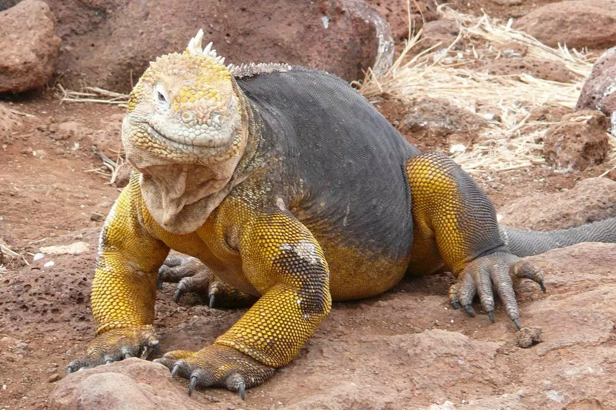 Конолоф (Conolophus) - рід ігуан.