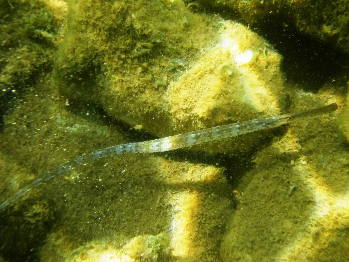 Peshku i gjilpërës ka një ngjyrë kamuflazhi.