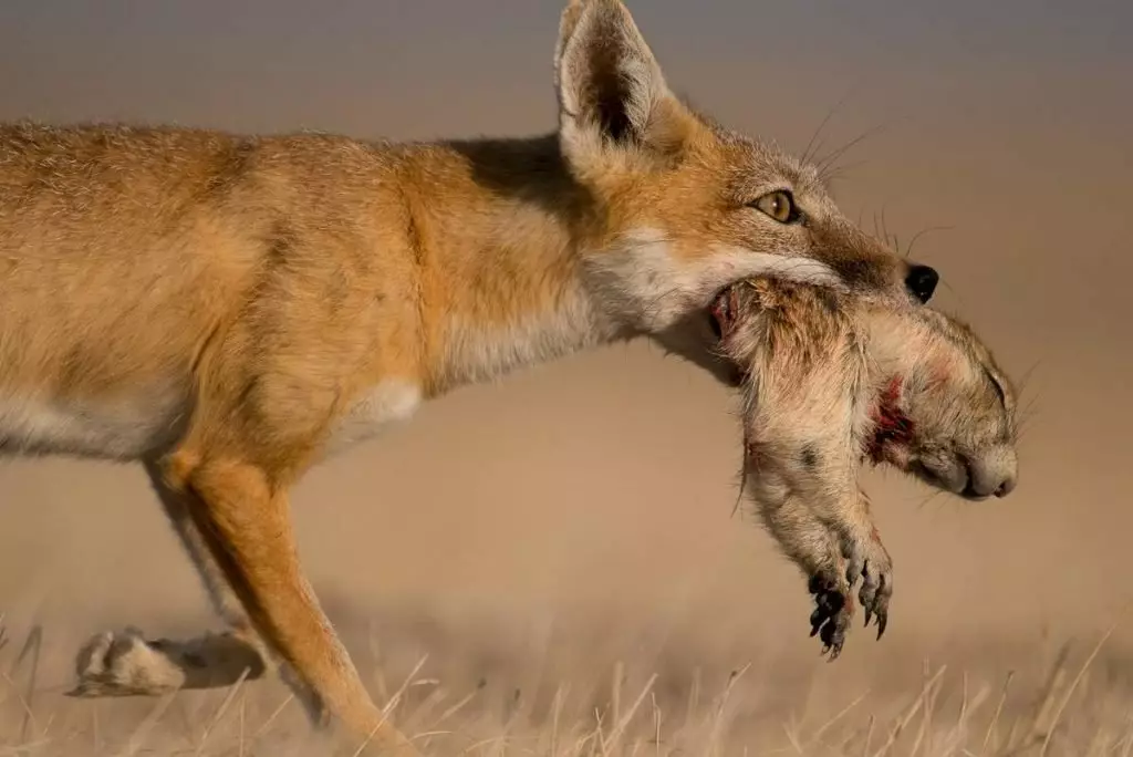 Οι αλεπούδες τρέφονται με τρωκτικά και κουνέλια, καθώς και πουλιά, ερπετά και φρούτα.