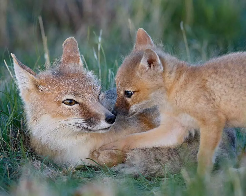 Η περίοδος αναπαραγωγής των αμερικανικών αλεπούδων στον Καναδά είναι τον Μάρτιο και τα μωρά εμφανίζονται στα μέσα Μαΐου.