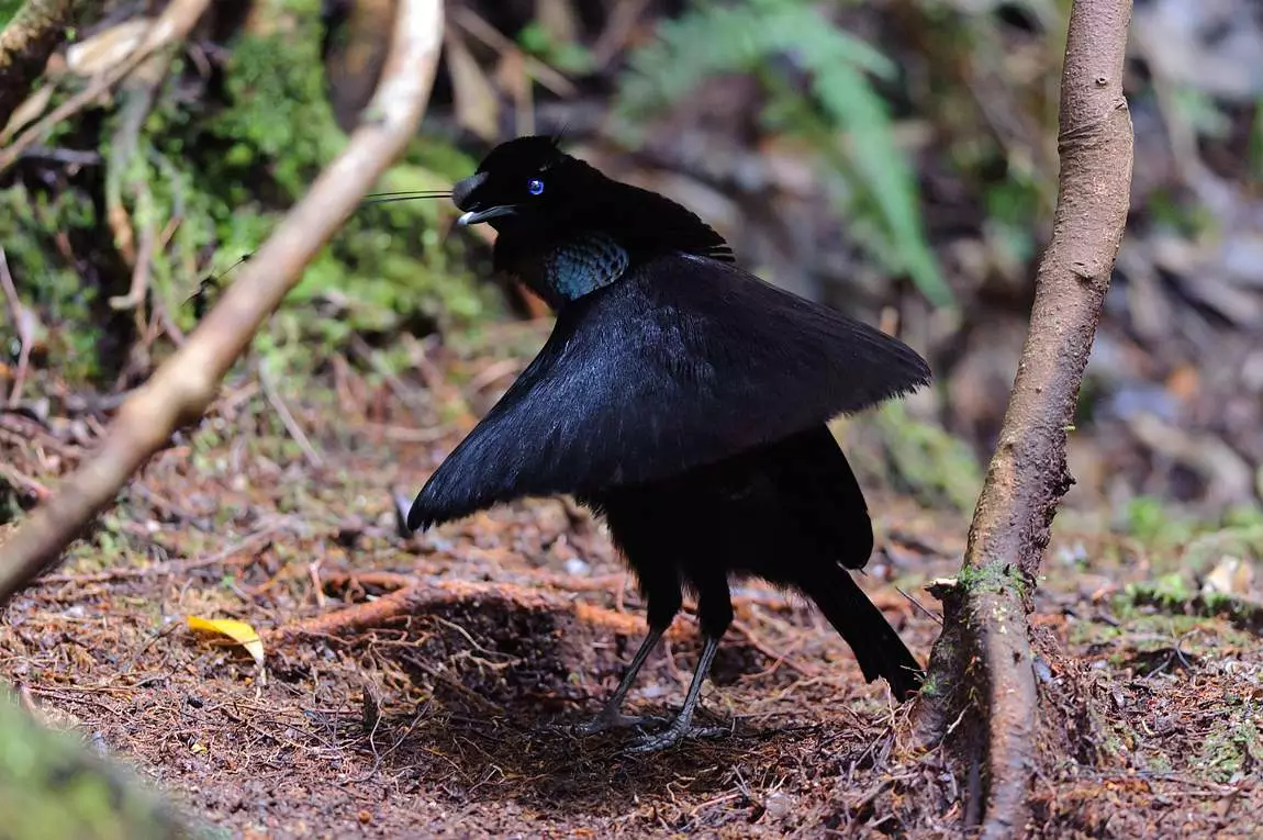 Parotia Andrefana (Parotia sefilata).