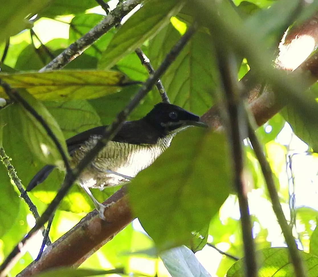 Ang Western parotia usa ka eksotik nga langgam nga adunay madulom nga balahibo.