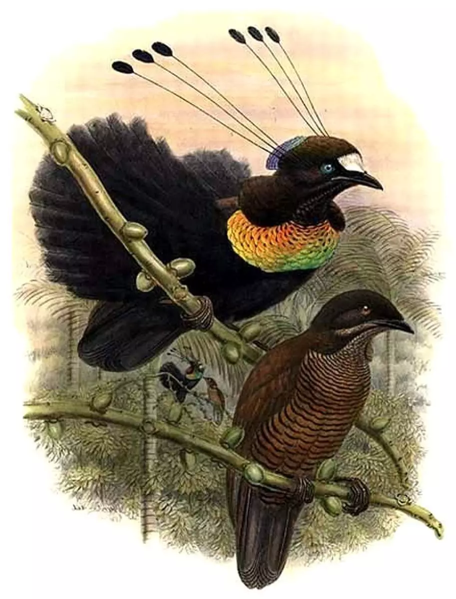 Zachodnia parotia uwielbia figi.