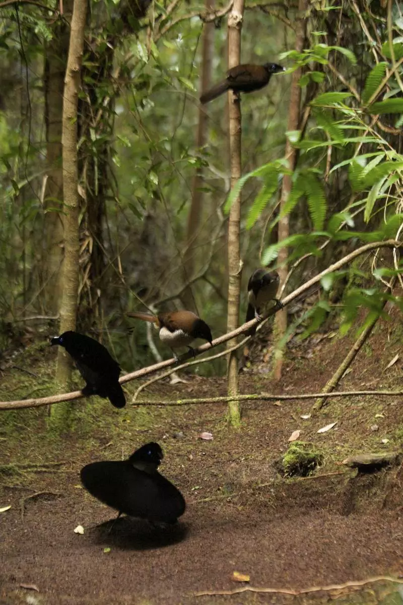 Ang Parotia mga langgam sa paraiso sa usa ka paraiso nga suok sa planeta.