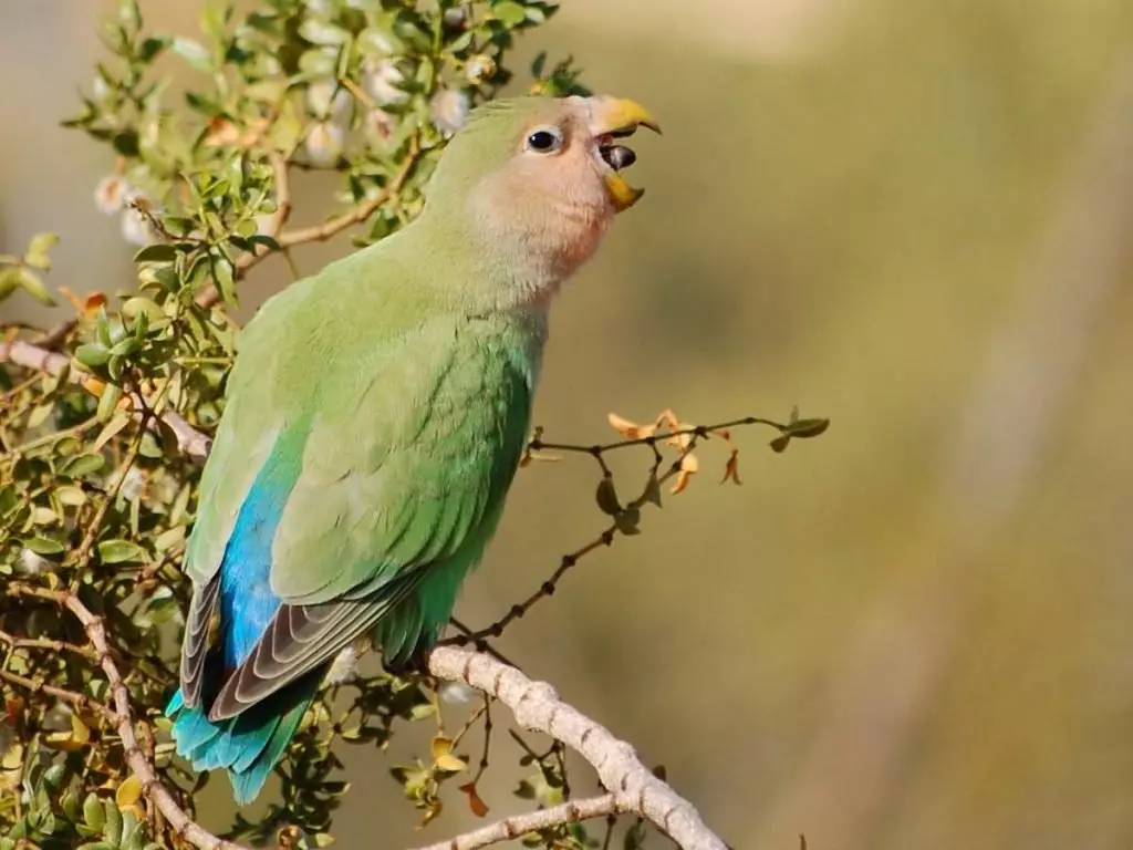 Lovebird pink-pipi - beo Afrika