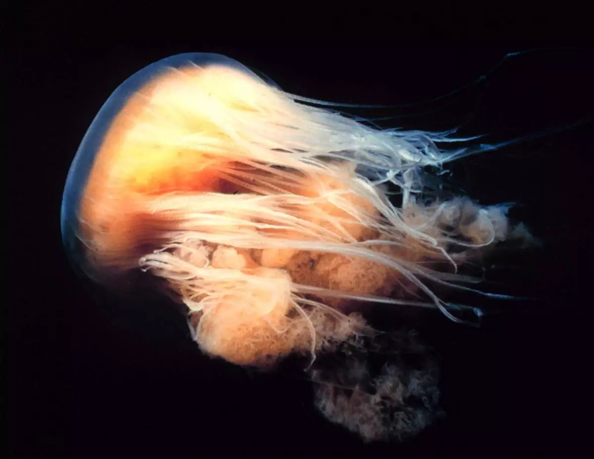Jellyfish yemhando iyi ndeye dioecious.