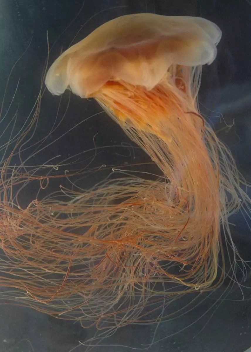 Jellyfish na zaki yana cikin motsi akai -akai.