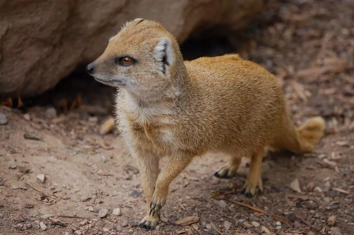 Mongoose samasama: Laʻititi Fox Replica
