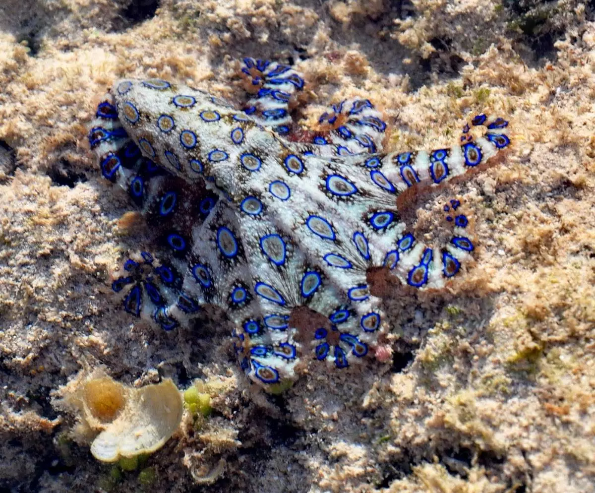 Octopus wokhala ndi buluu (Hapalochlaena maculosa).